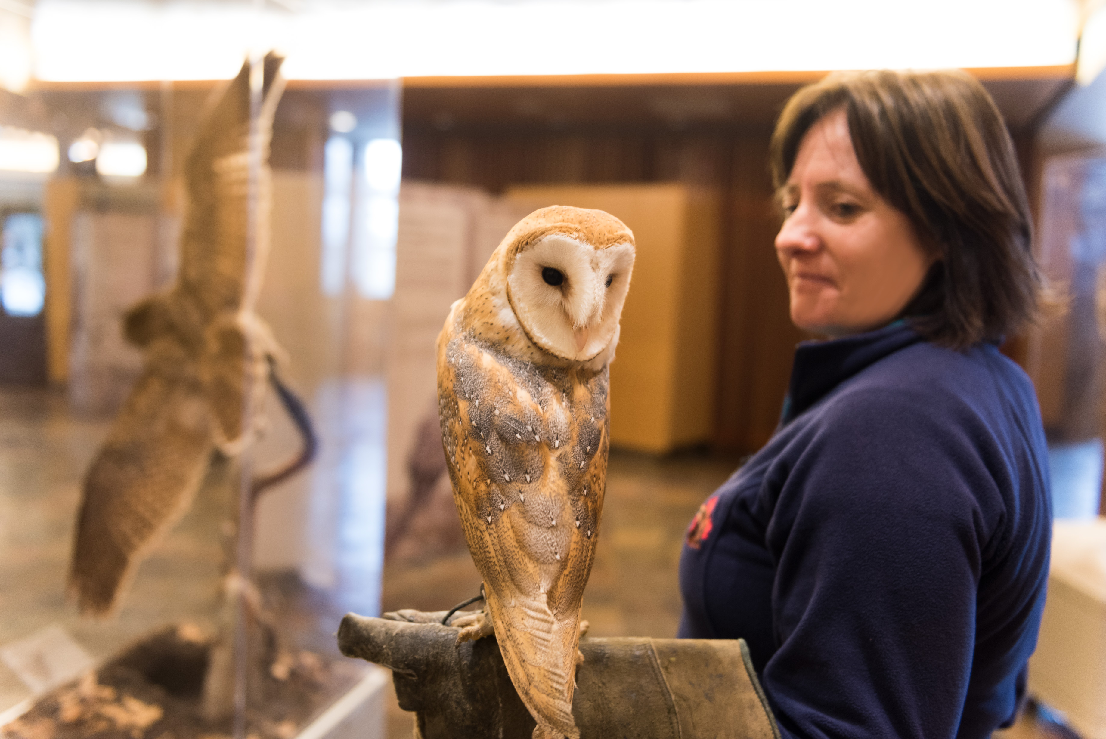 Owl Howl