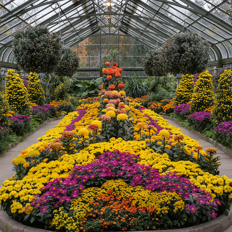 Annual Chrysanthemum Display