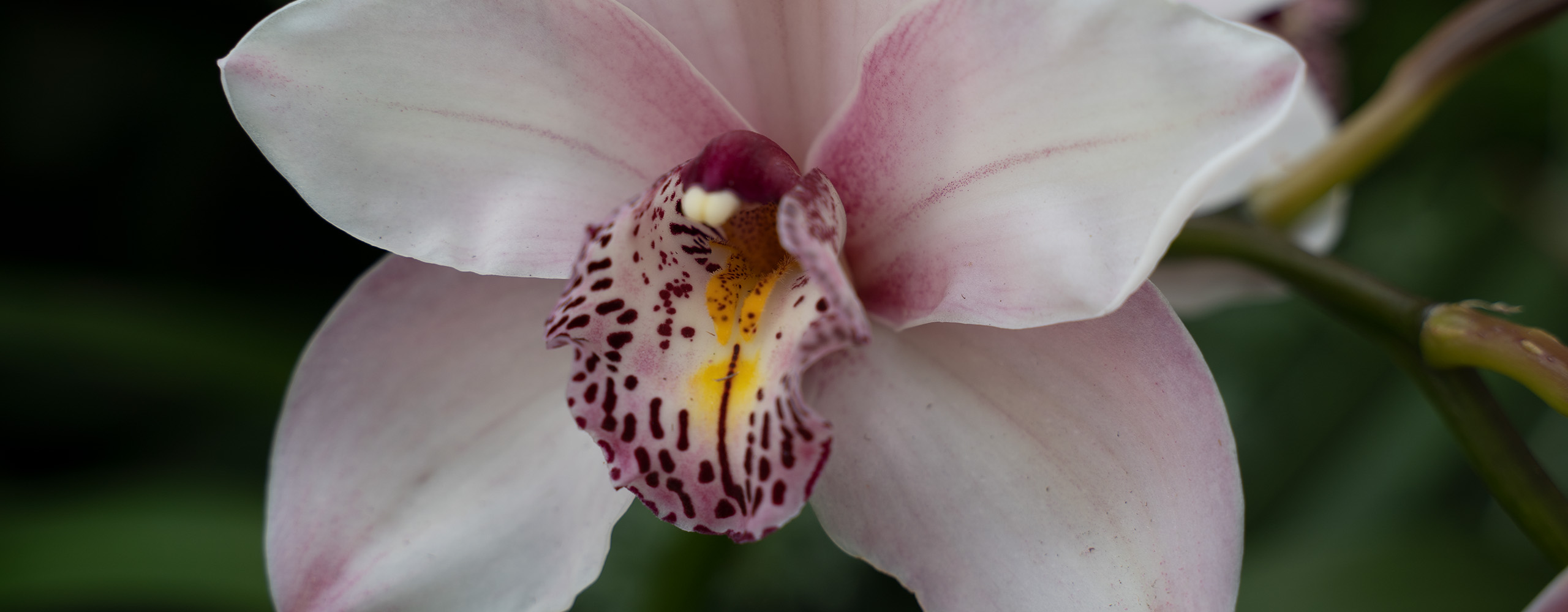 The Orchid Flower