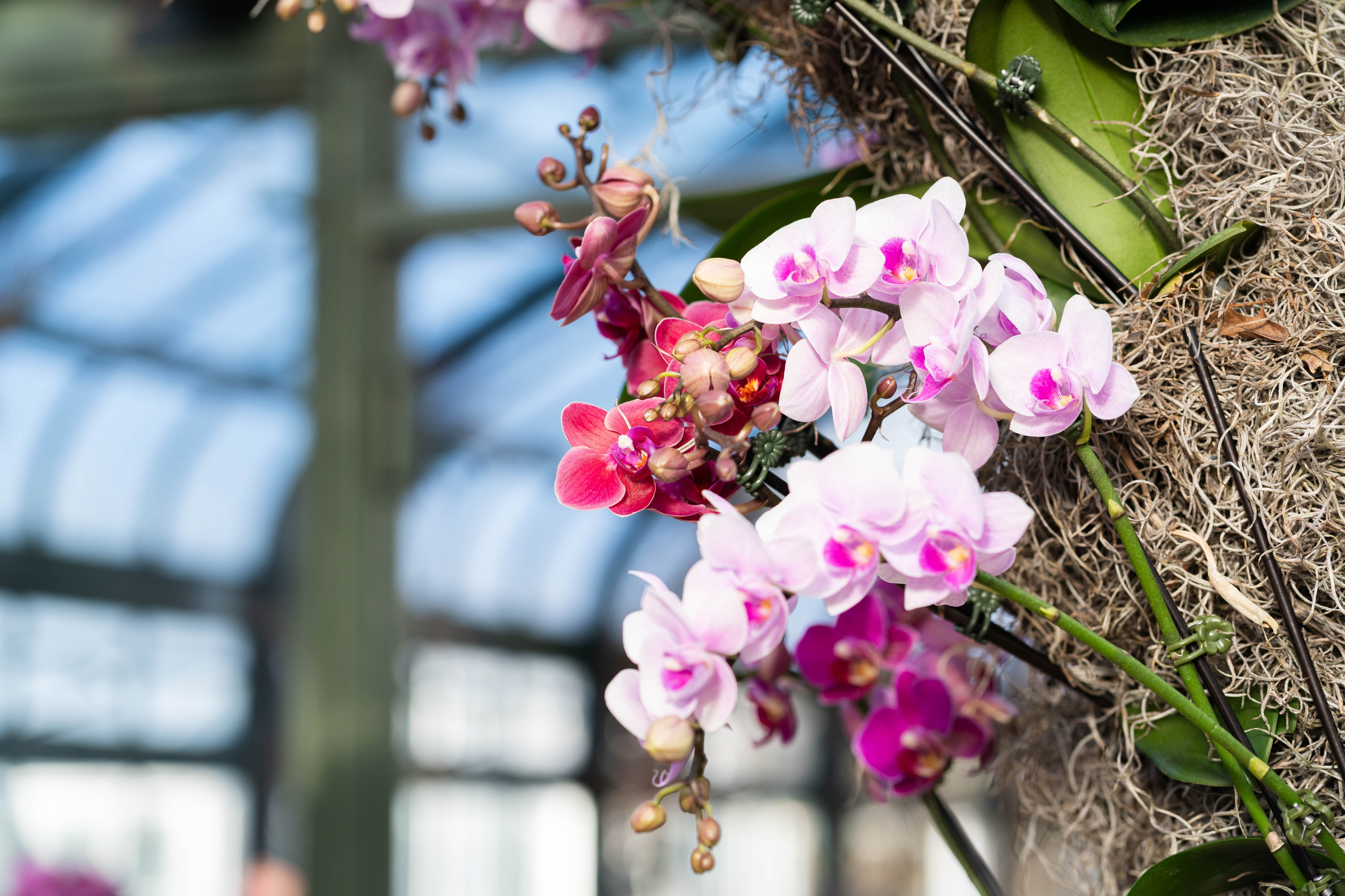 Orchid Show at the Floral Showhouse