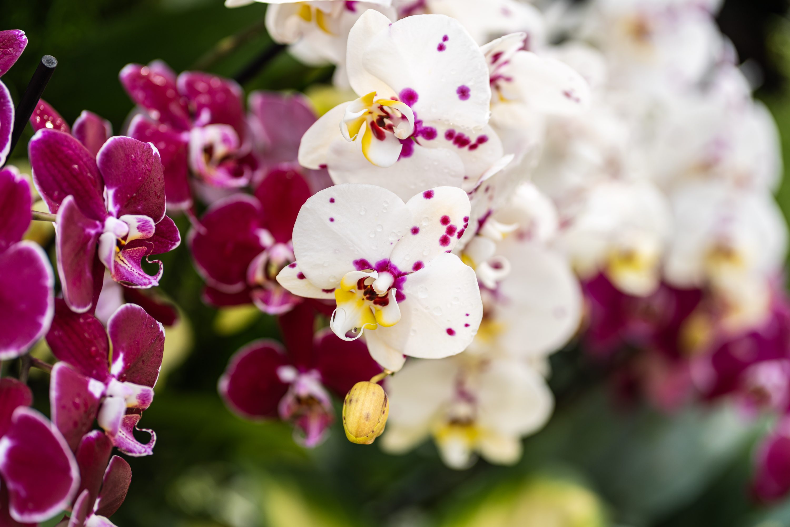 First-Ever Orchid Show Officially Opens at the Niagara Parks Floral ...